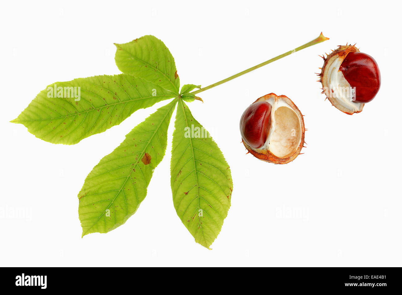 Horse Chestnut or Conker Tree (Aesculus hippocastanum), chestnuts and a ...