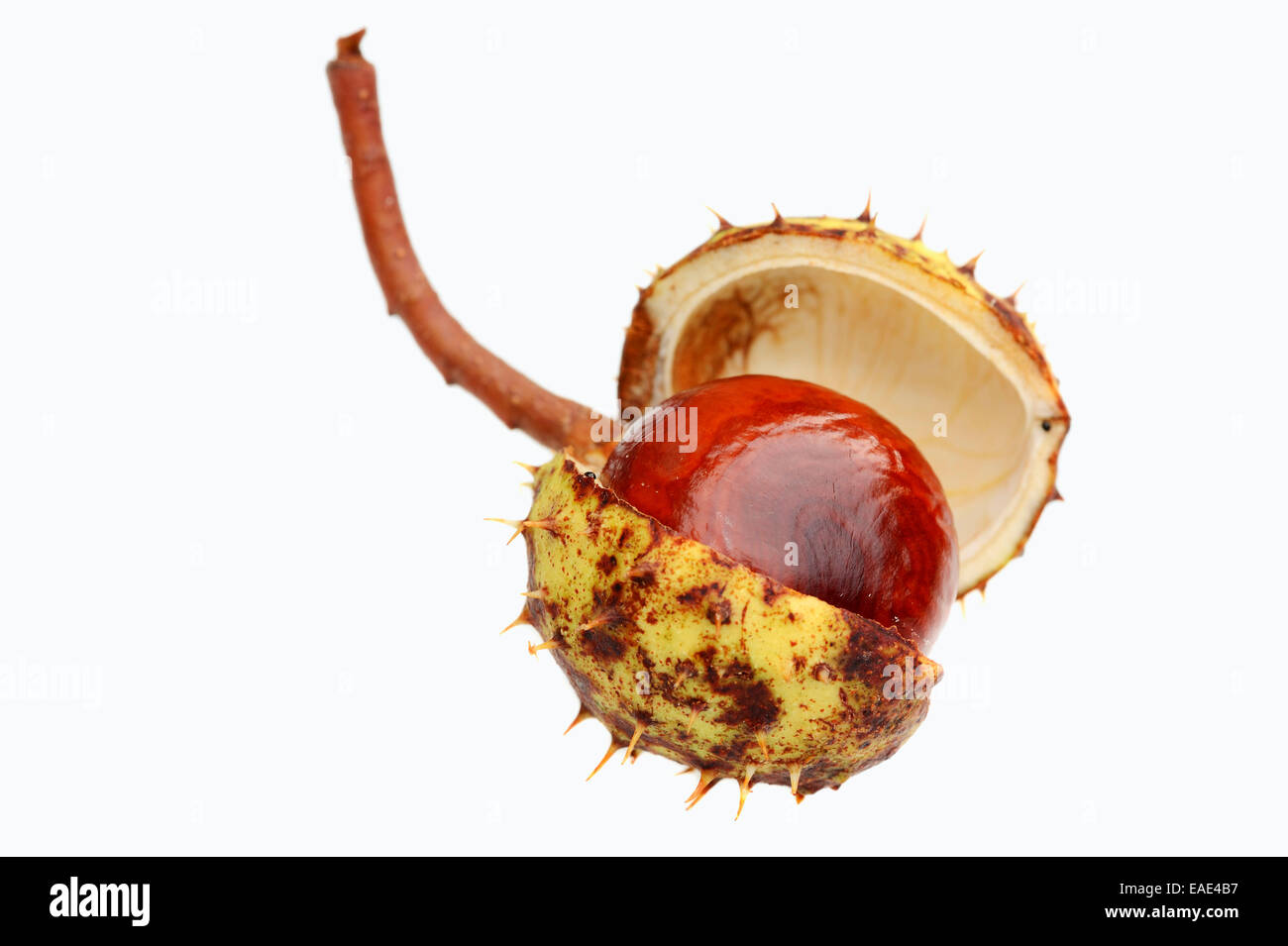 Horse Chestnut or Conker Tree (Aesculus hippocastanum), chestnut Stock ...