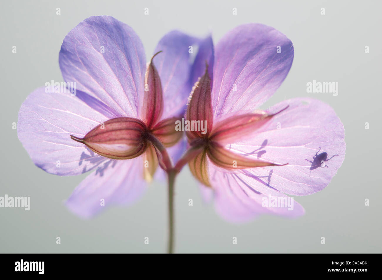 Meadow Cranesbill (Geranium pratense) with a weevil, Harju County ...