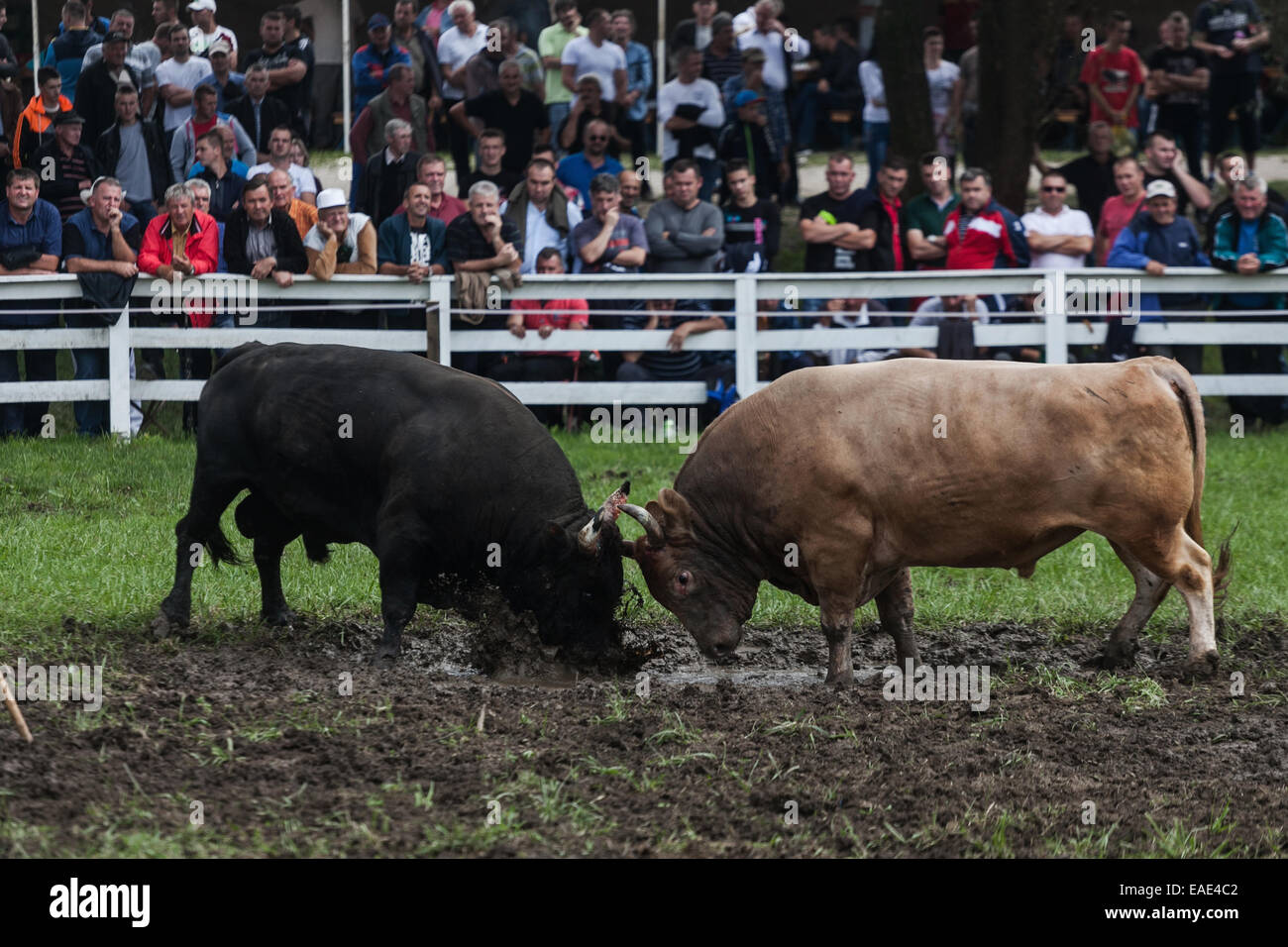 Two bulls fighting hi-res stock photography and images - Alamy