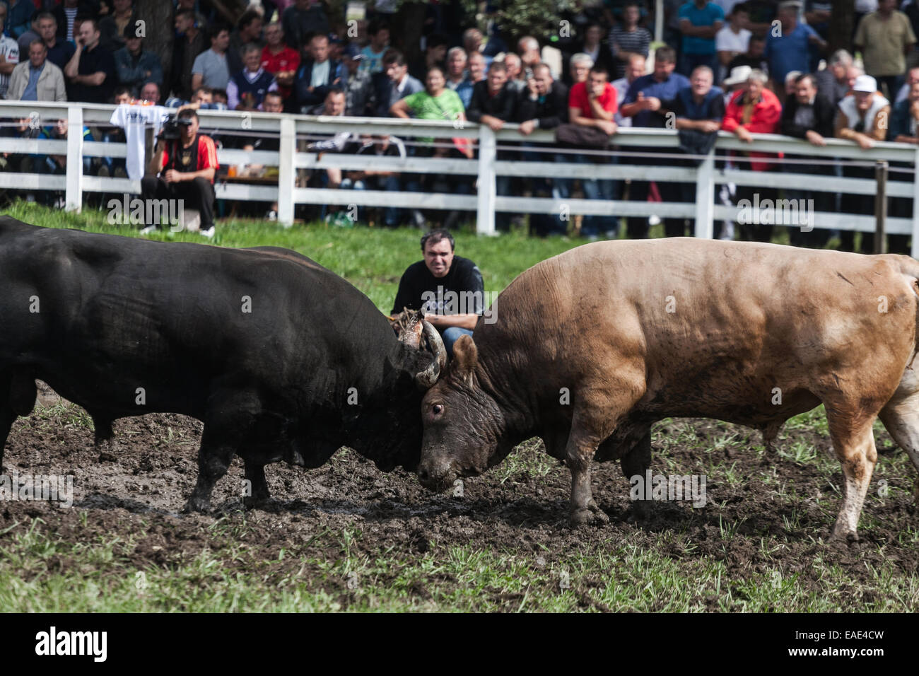 BOSNIA AND HERZEGOVINA / Vitez / People watch two bulls fighting head ...