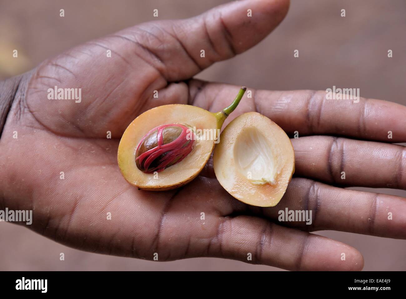 Cut in half nutmeg hi-res stock photography and images - Alamy