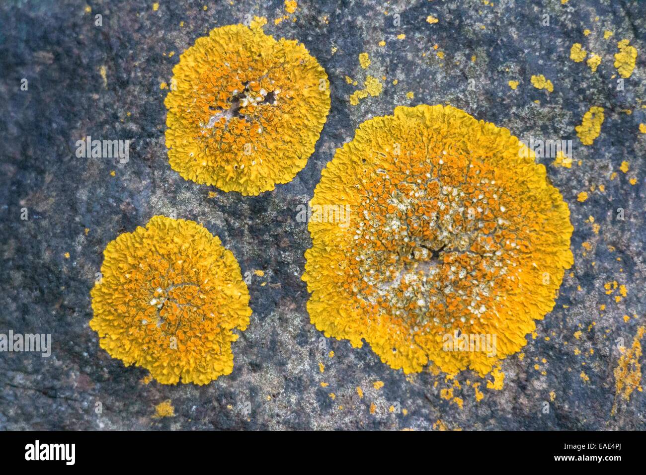 Circular lichens hi-res stock photography and images - Alamy
