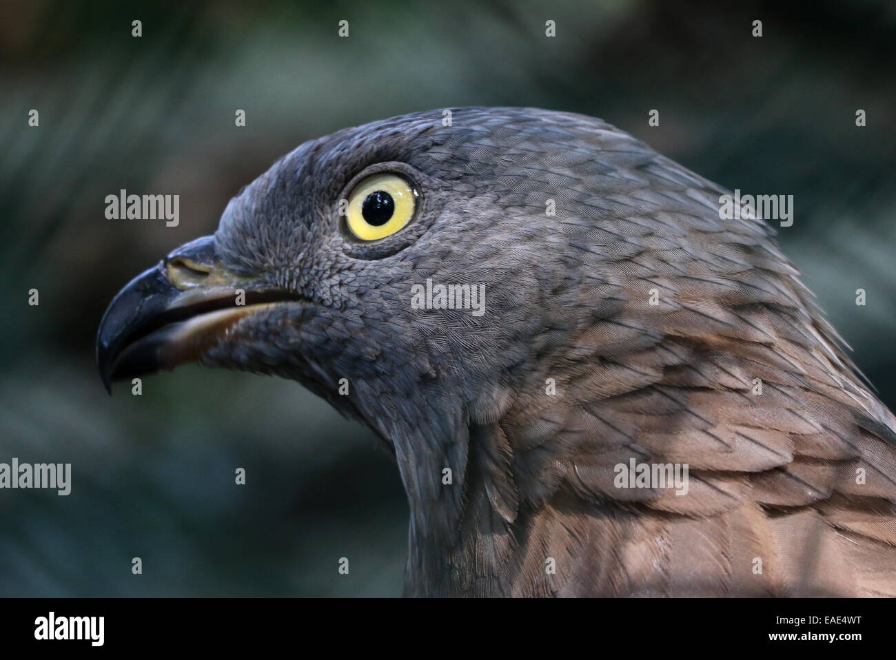 Close-up of the head of a Male European honey buzzard (Pernis apivorus ...