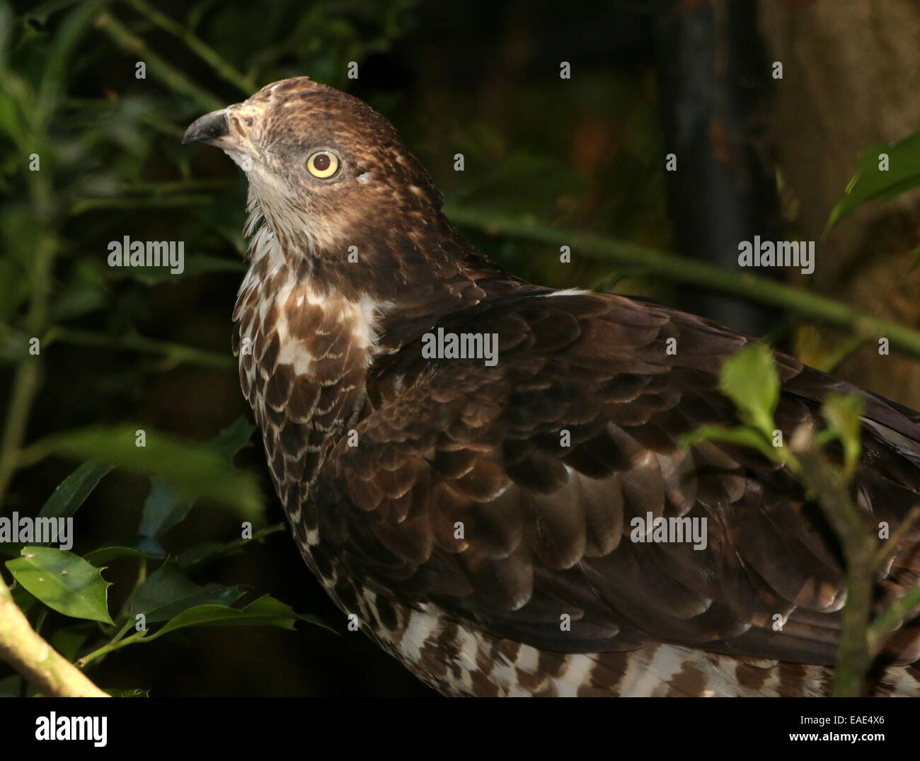 Close-up of the head of a female European honey buzzard (Pernis ...