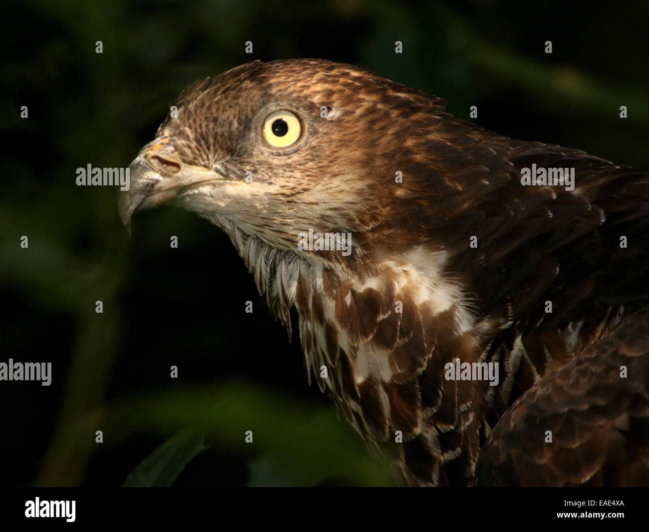 Buzzard close up eye hi-res stock photography and images - Alamy