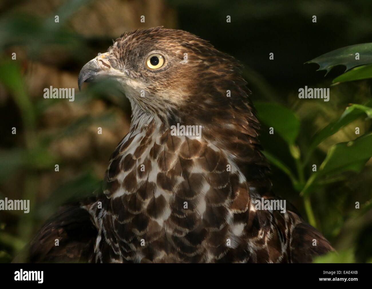 Close-up of the head of a female European honey buzzard (Pernis ...