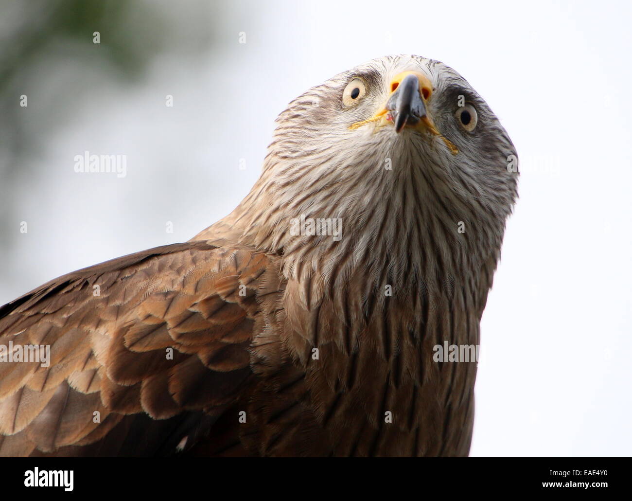 Black Kite ( Milvus migrans), detailed close-up of head and beak ...