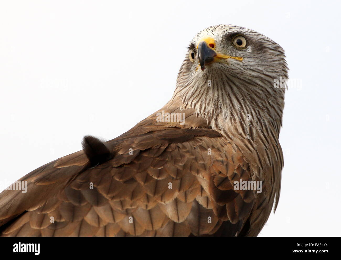Black Kite ( Milvus migrans), detailed close-up of head and beak ...
