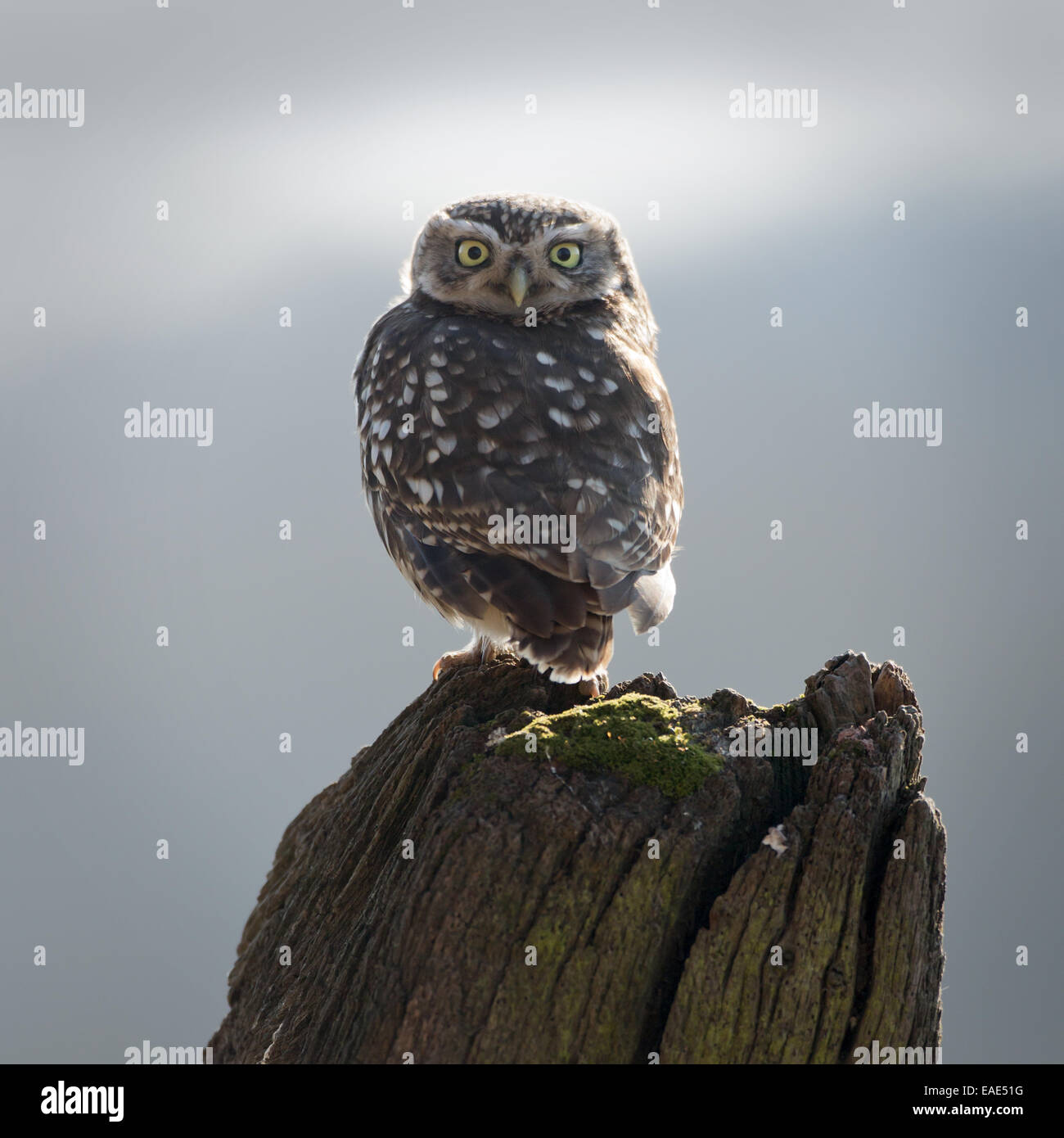Little Owl, Uk, Europe Stock Photo - Alamy