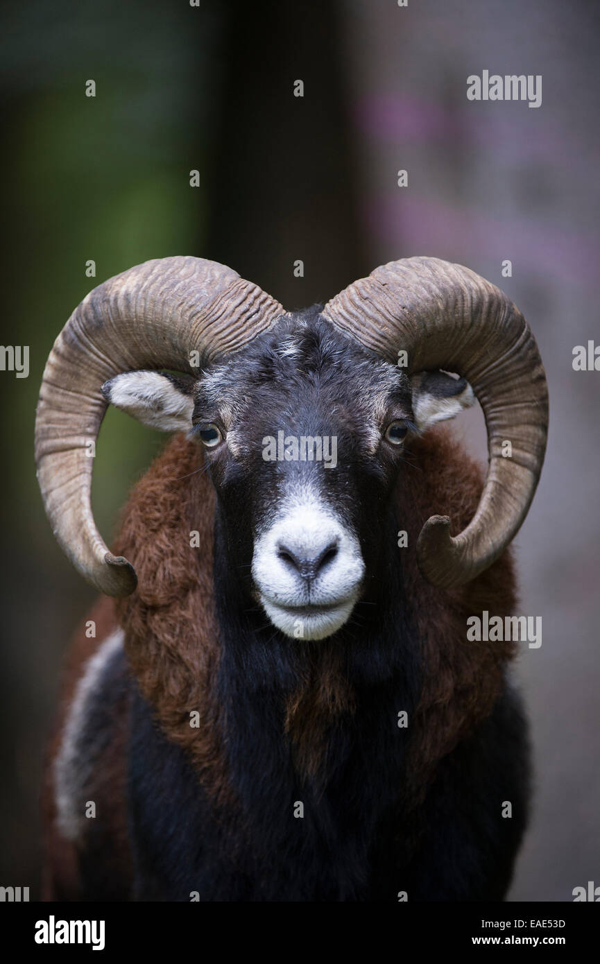European Mouflon (Ovis orientalis musimon), Daun, Vulkan Eifel, Eifel ...