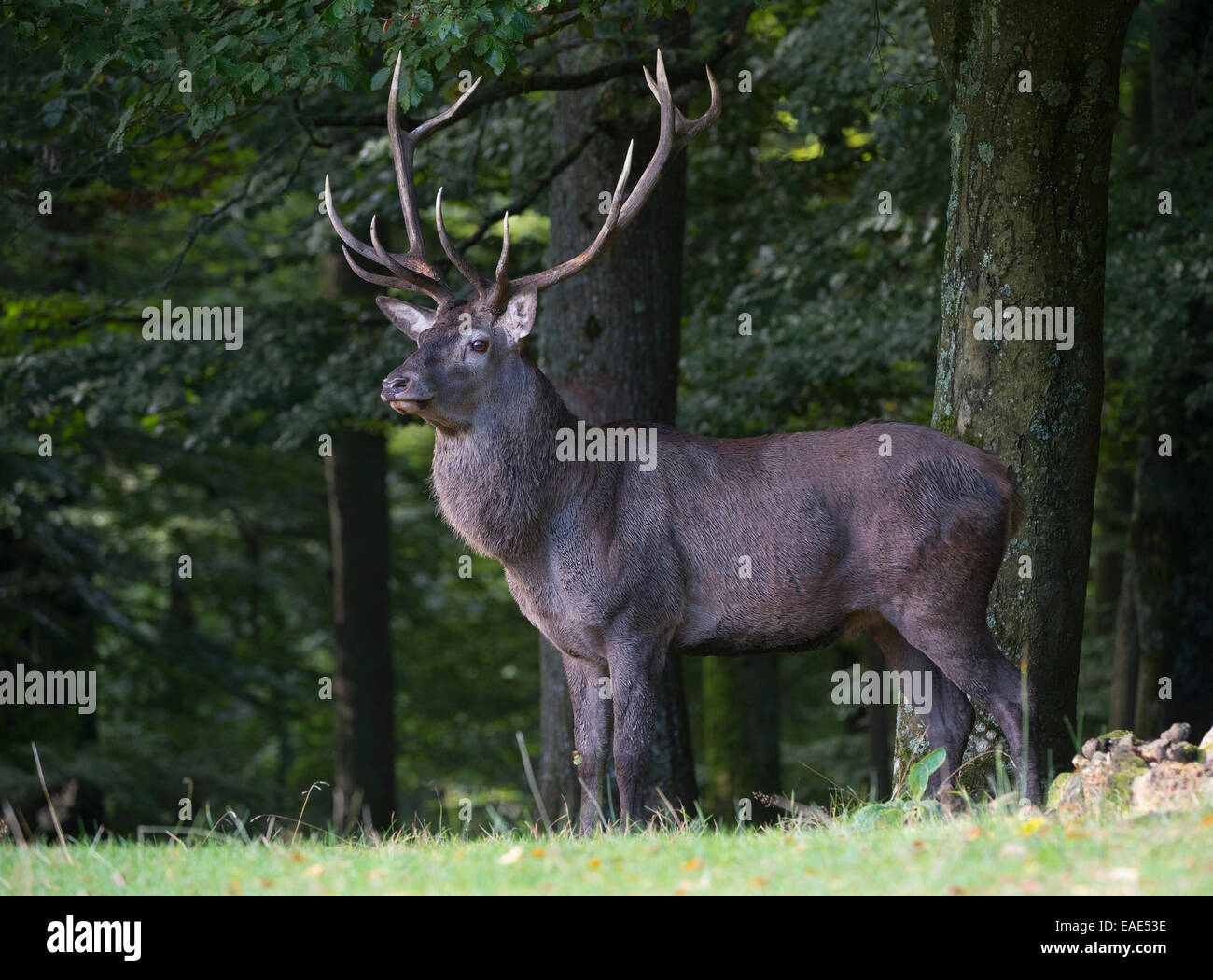 Vulkan eifel hi-res stock photography and images - Alamy