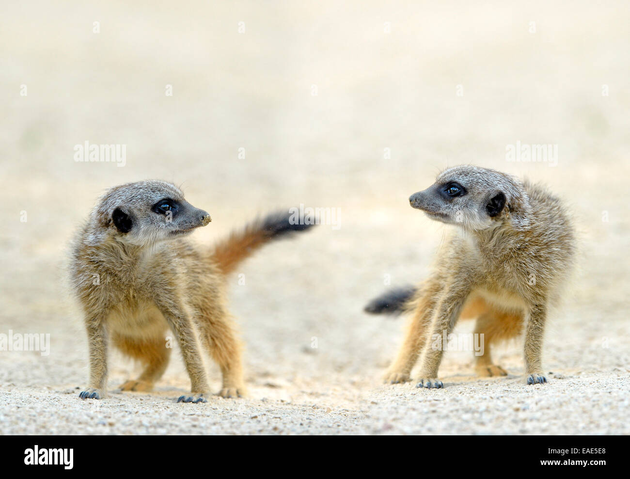 Meerkat (Suricata suricatta) pups playing, native to Africa, captive ...
