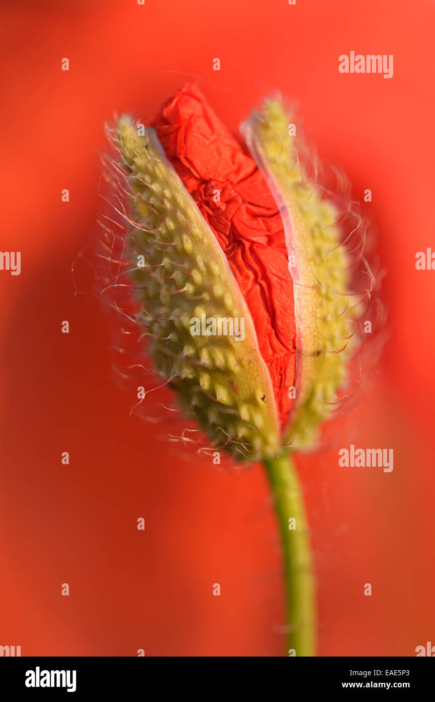 Corn Poppy or Red Poppy (Papaver rhoeas), bud, Saxony, Germany Stock ...