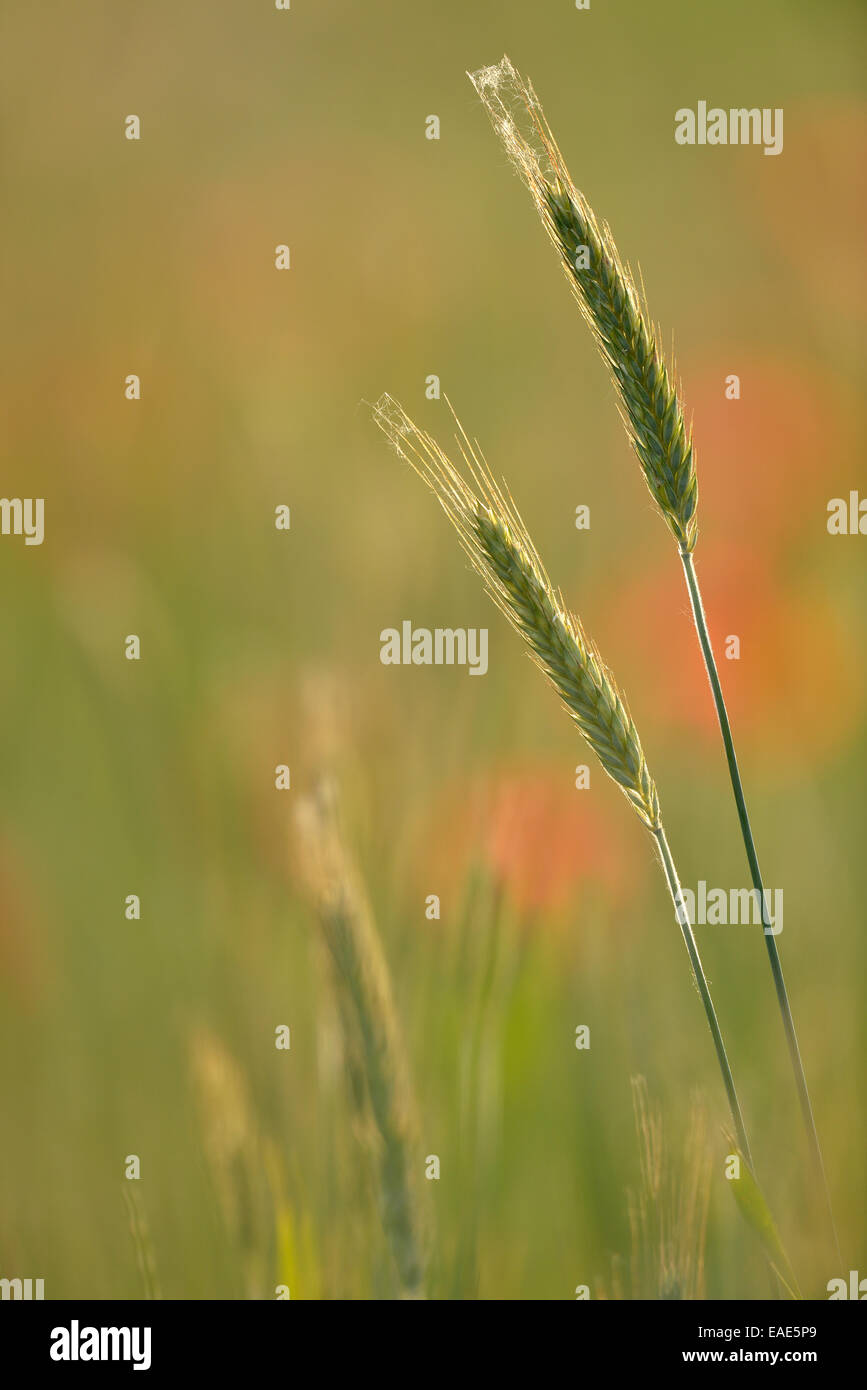 Triticum sp hi-res stock photography and images - Alamy