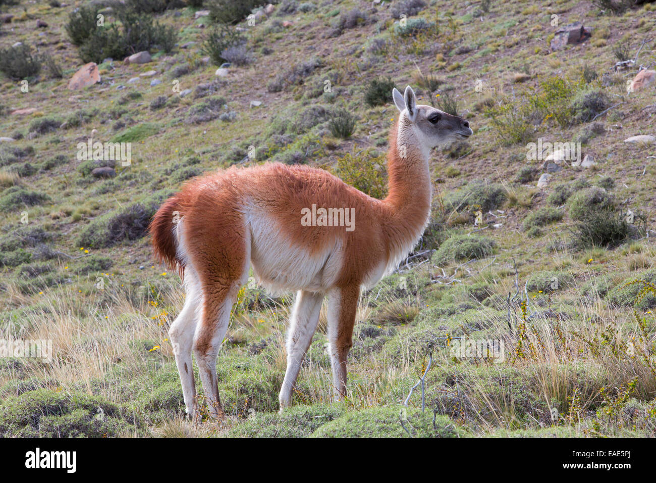 A Guanoco in the Patagonia National Park Chile Stock Photo - Alamy
