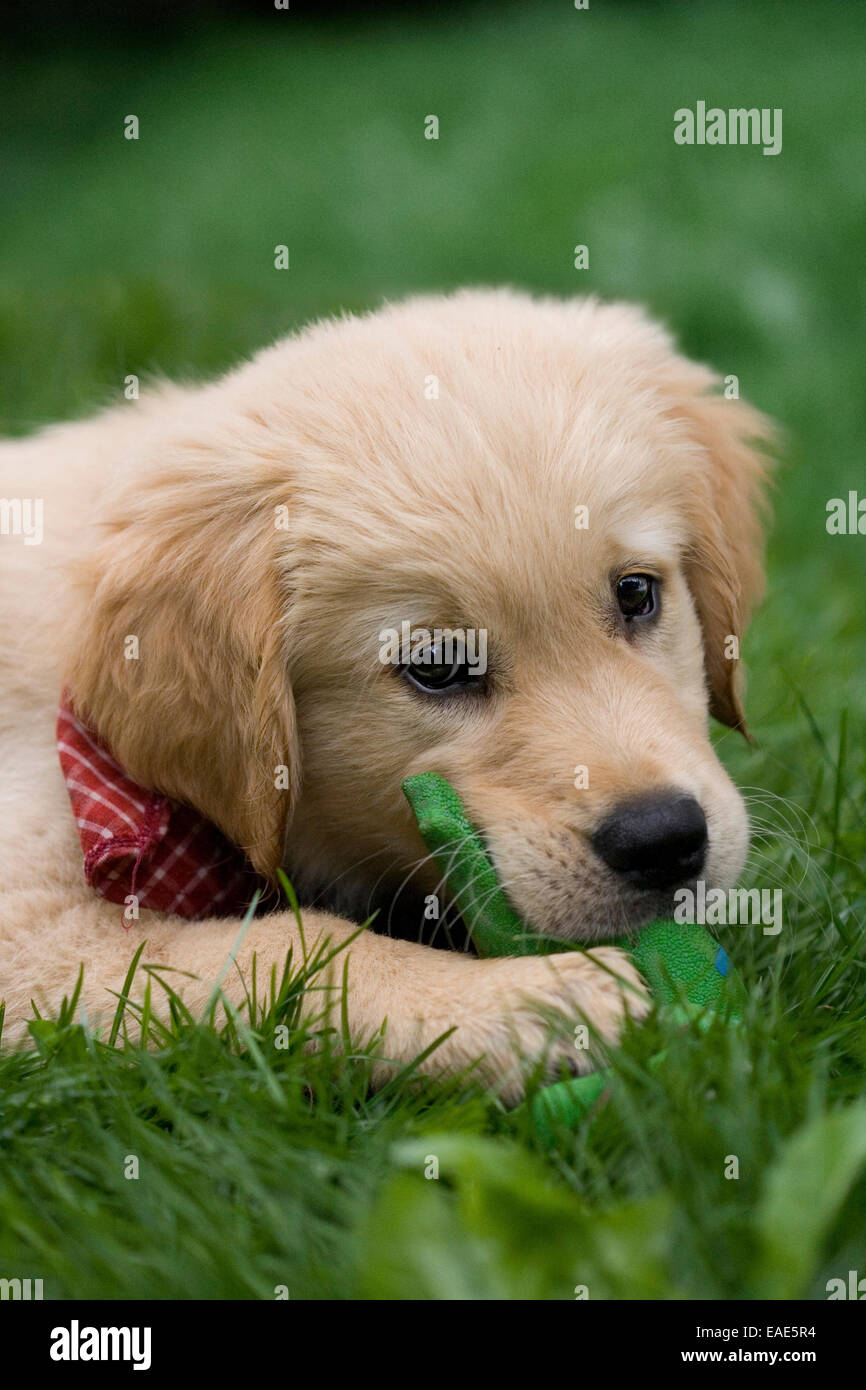 Golden Retriever puppy, Germany Stock Photo - Alamy