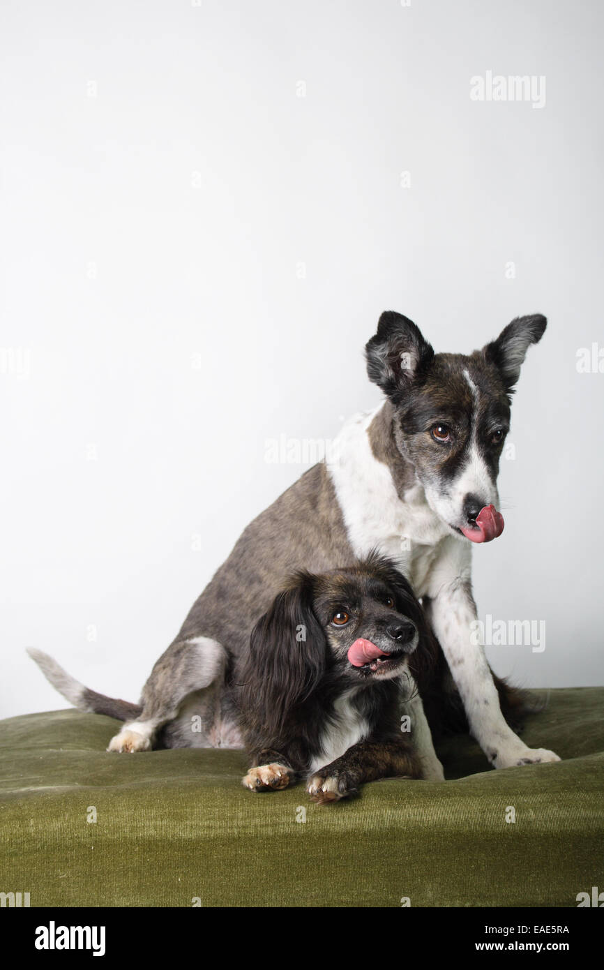 Mixed breed dogs hi-res stock photography and images - Alamy