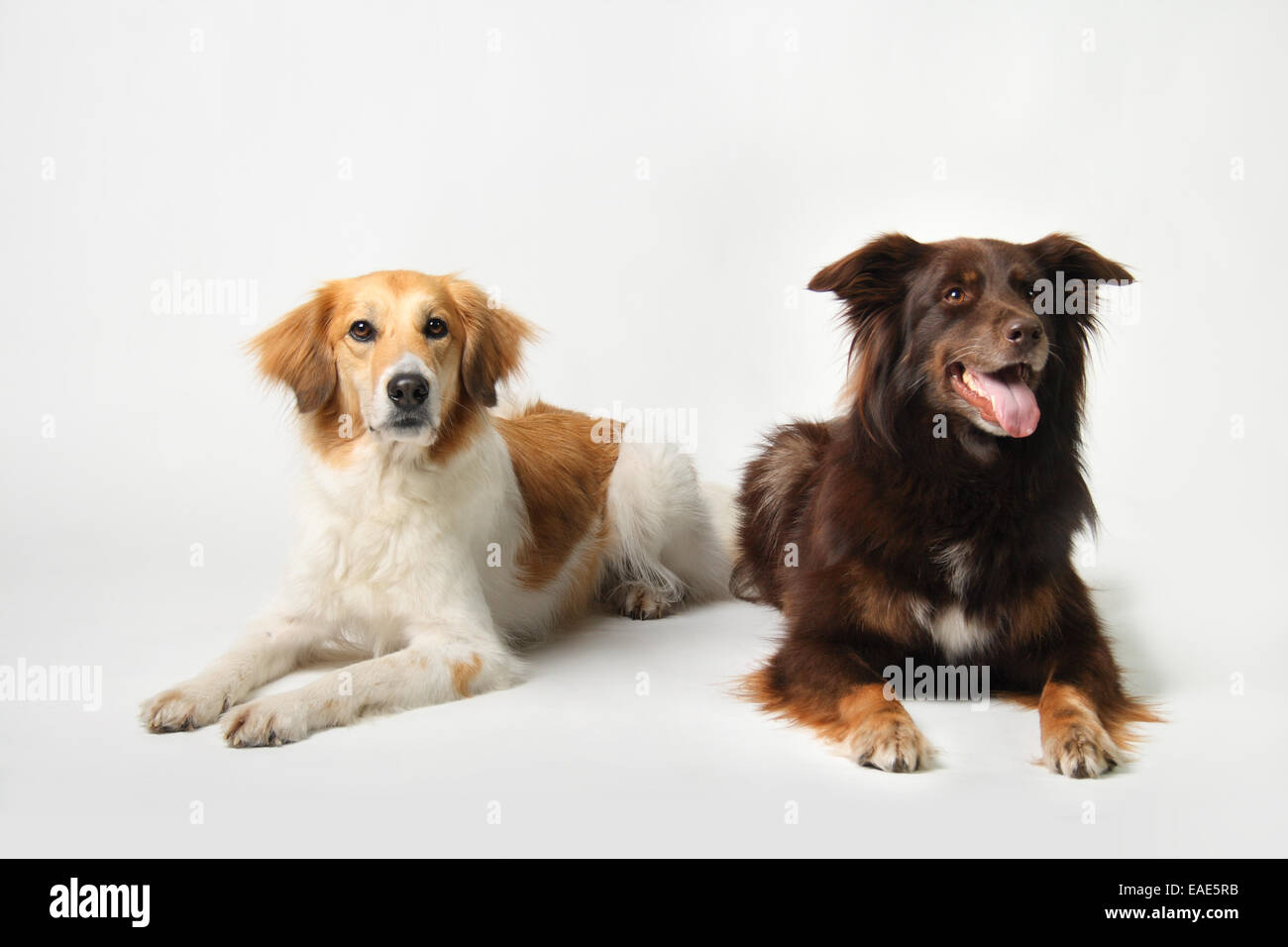 Mixed breed dogs hi-res stock photography and images - Alamy