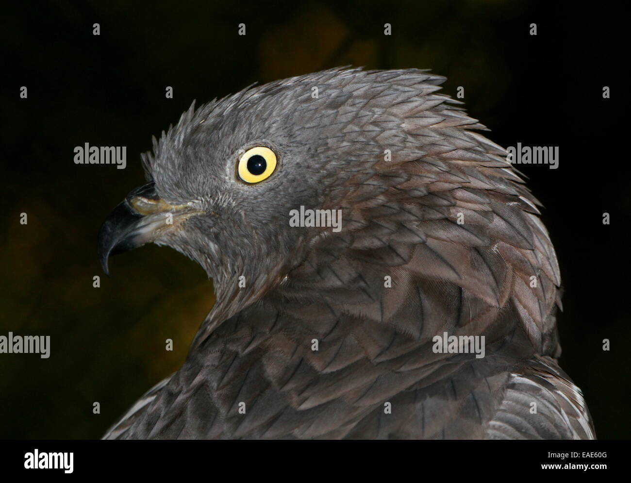 Close-up of the head of a Male European honey buzzard (Pernis apivorus ...