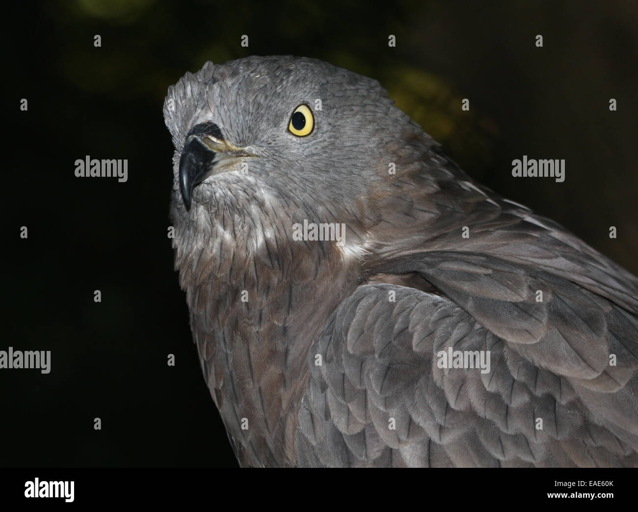 Close-up of the head of a Male European honey buzzard (Pernis apivorus ...
