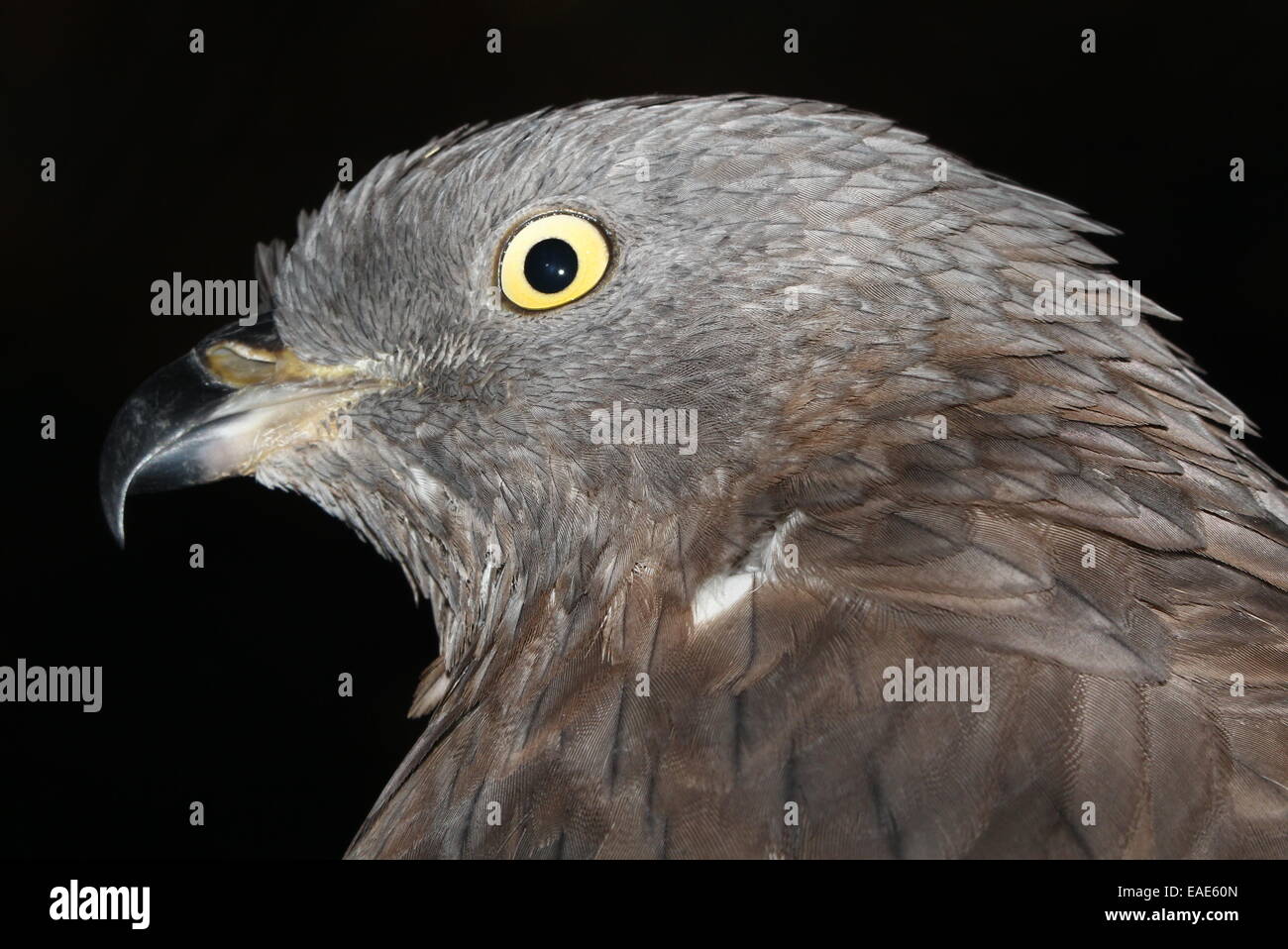 Close-up of the head of a Male European honey buzzard (Pernis apivorus ...
