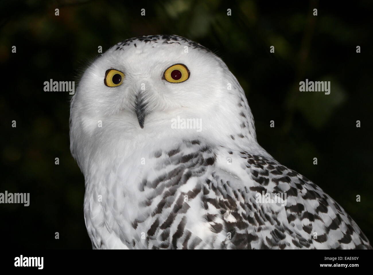 Scandiaca owl snowy owl bird of prey close up head hi-res stock photography and images - Alamy