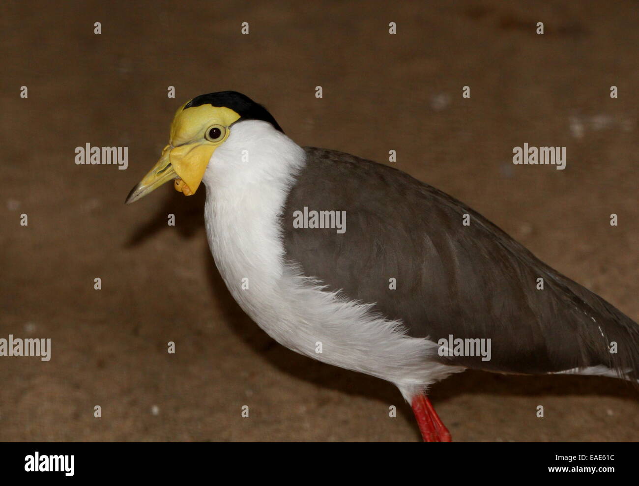 Australasian Masked Lapwing (Vanellus miles Stock Photo - Alamy