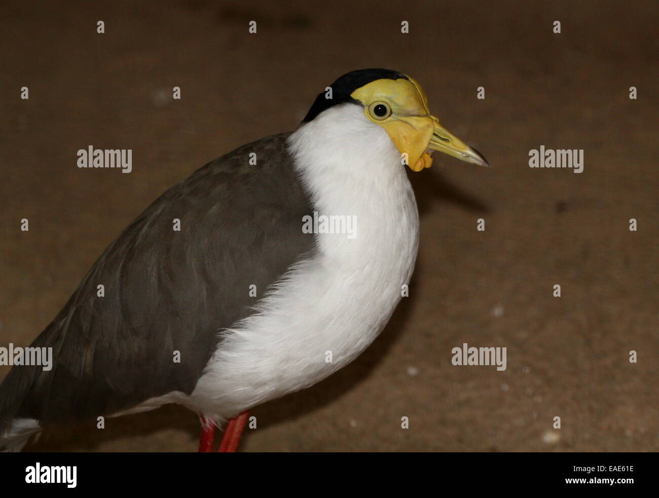 Mask lapwing hi-res stock photography and images - Alamy