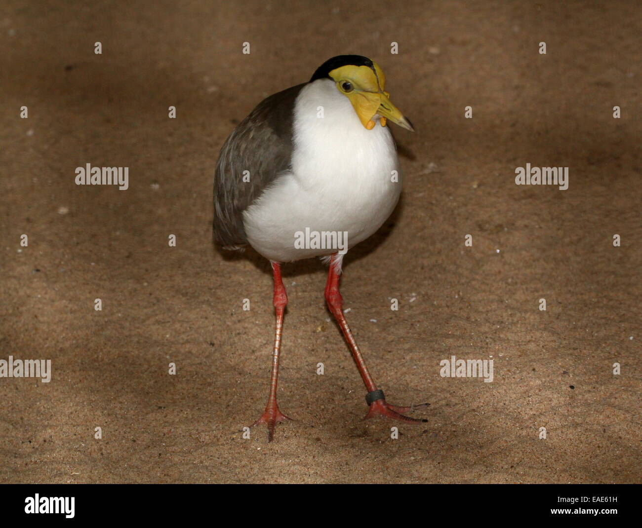 Australasian Masked Lapwing (Vanellus miles Stock Photo - Alamy