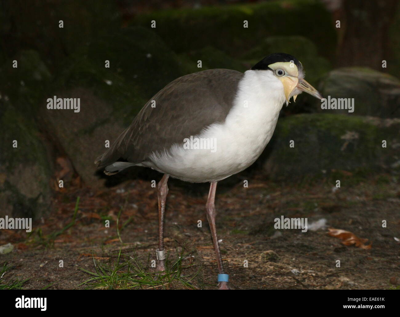 Head masked lapwing bird hi-res stock photography and images - Alamy