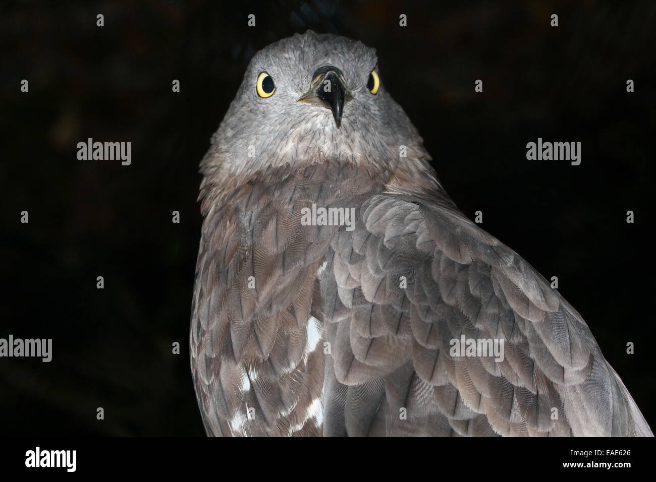 Close-up of the head of a Male European honey buzzard (Pernis apivorus ...