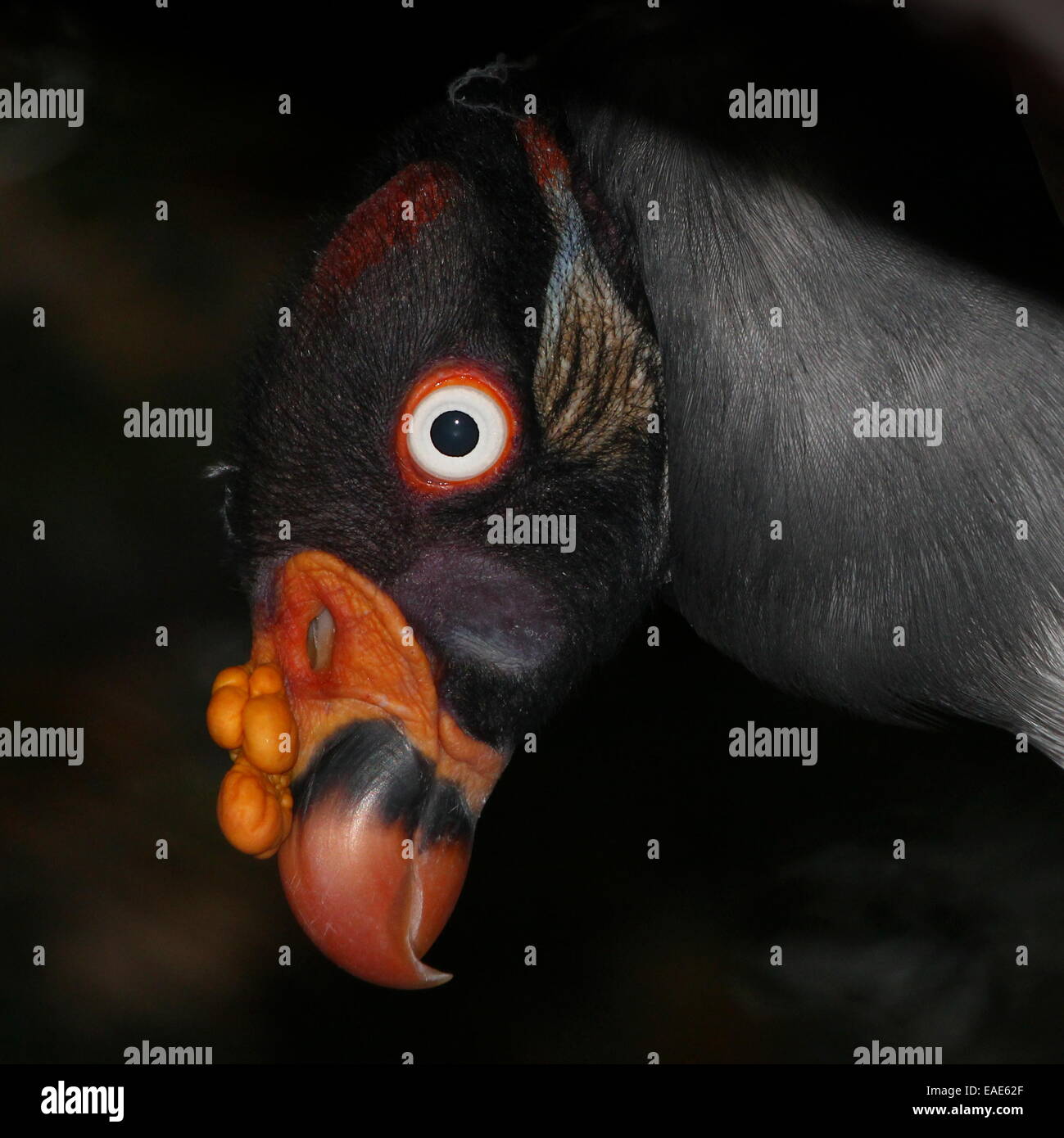 Close-up of the head of the very colourful American King Vulture ...