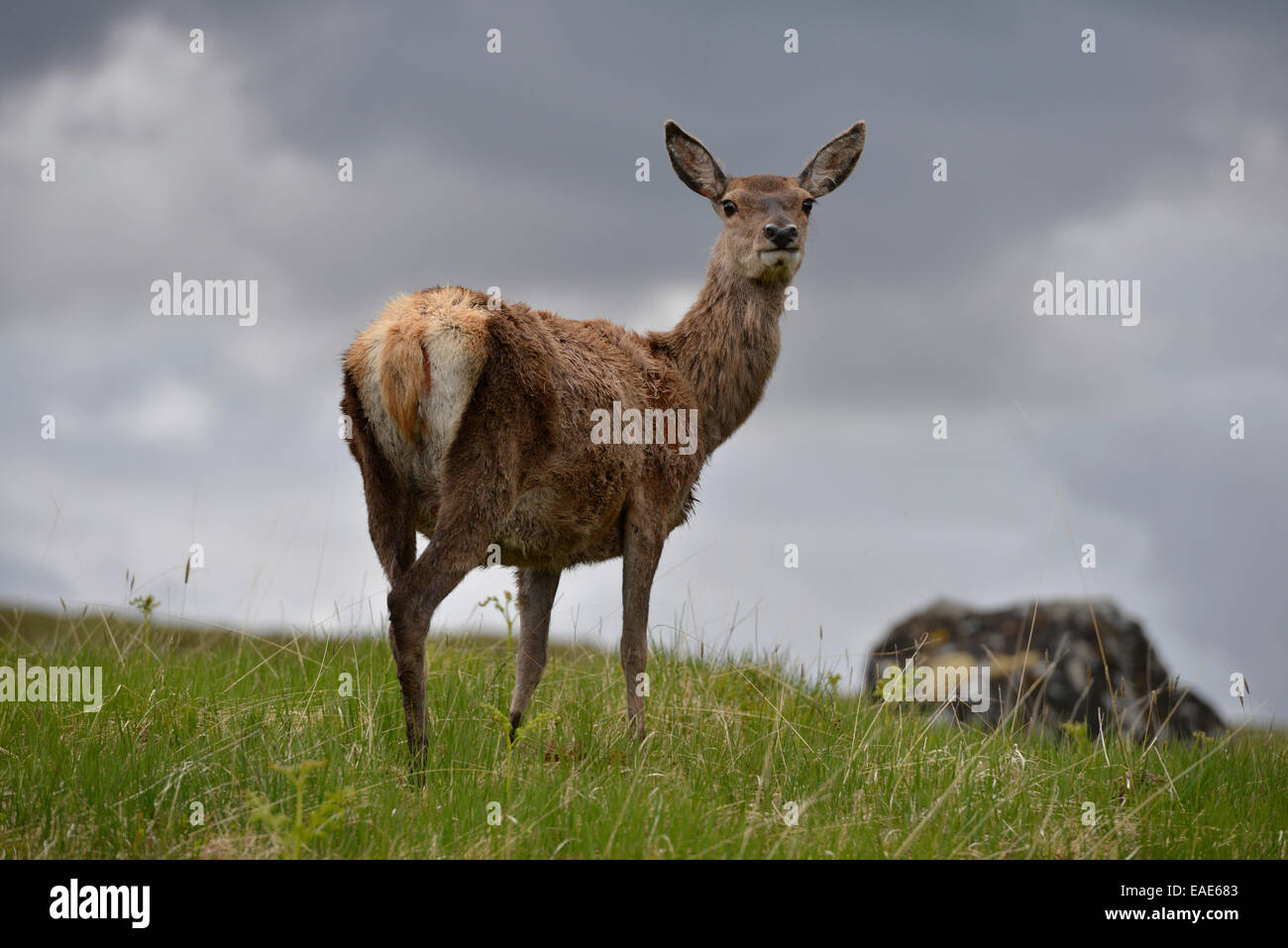 Roe Deer (Capreolus capreolus) in the Scottish mountains, Rannoch Moor ...