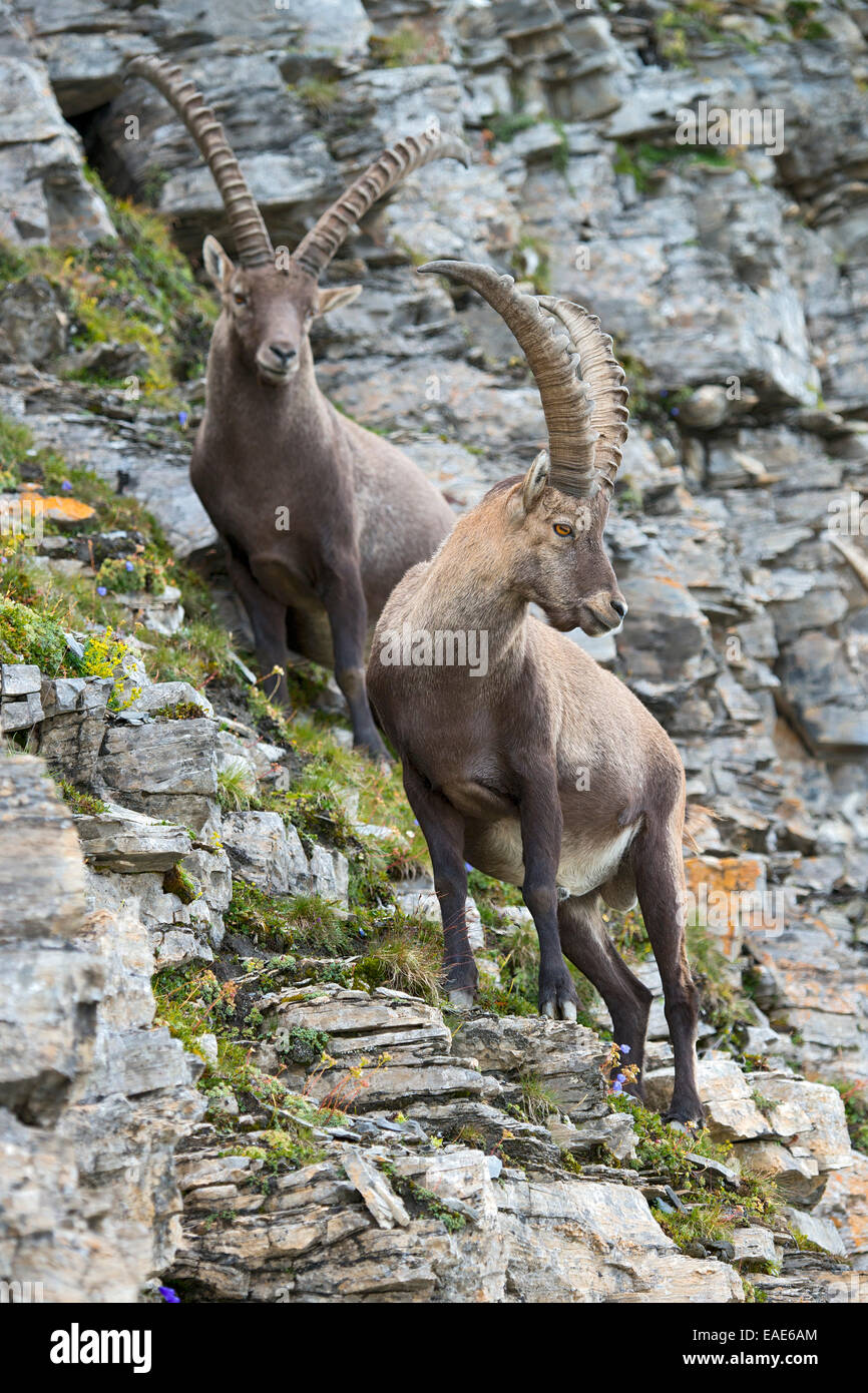 The males hi-res stock photography and images - Alamy