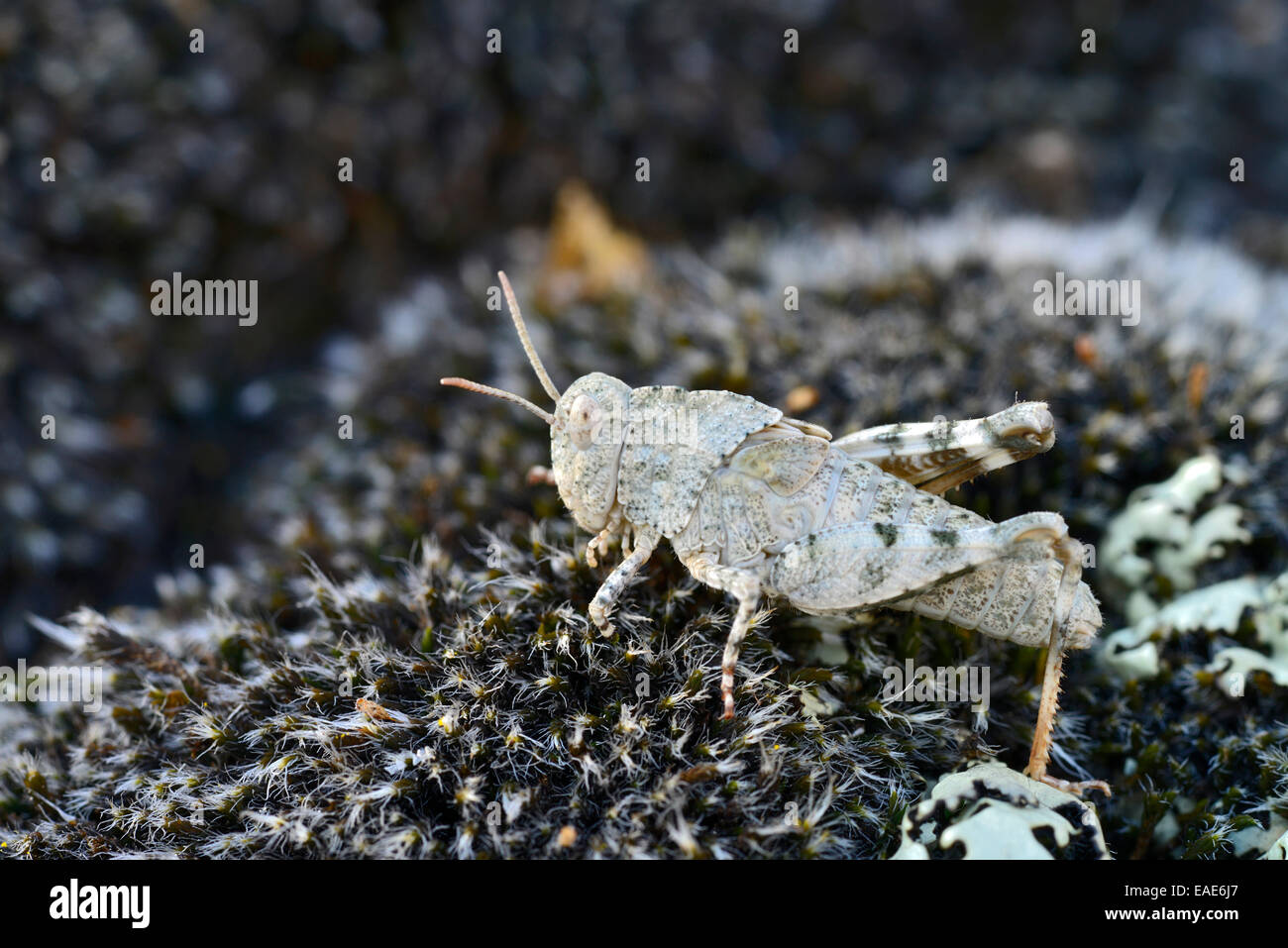 Winged grasshopper hi-res stock photography and images - Alamy