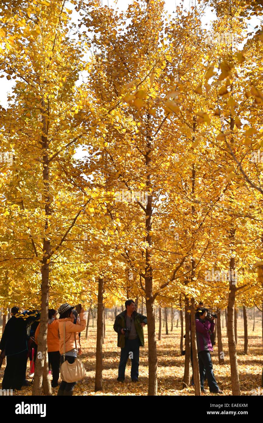 Ji'nan, China's Shandong Province. 13th Nov, 2014. Citizens go ...
