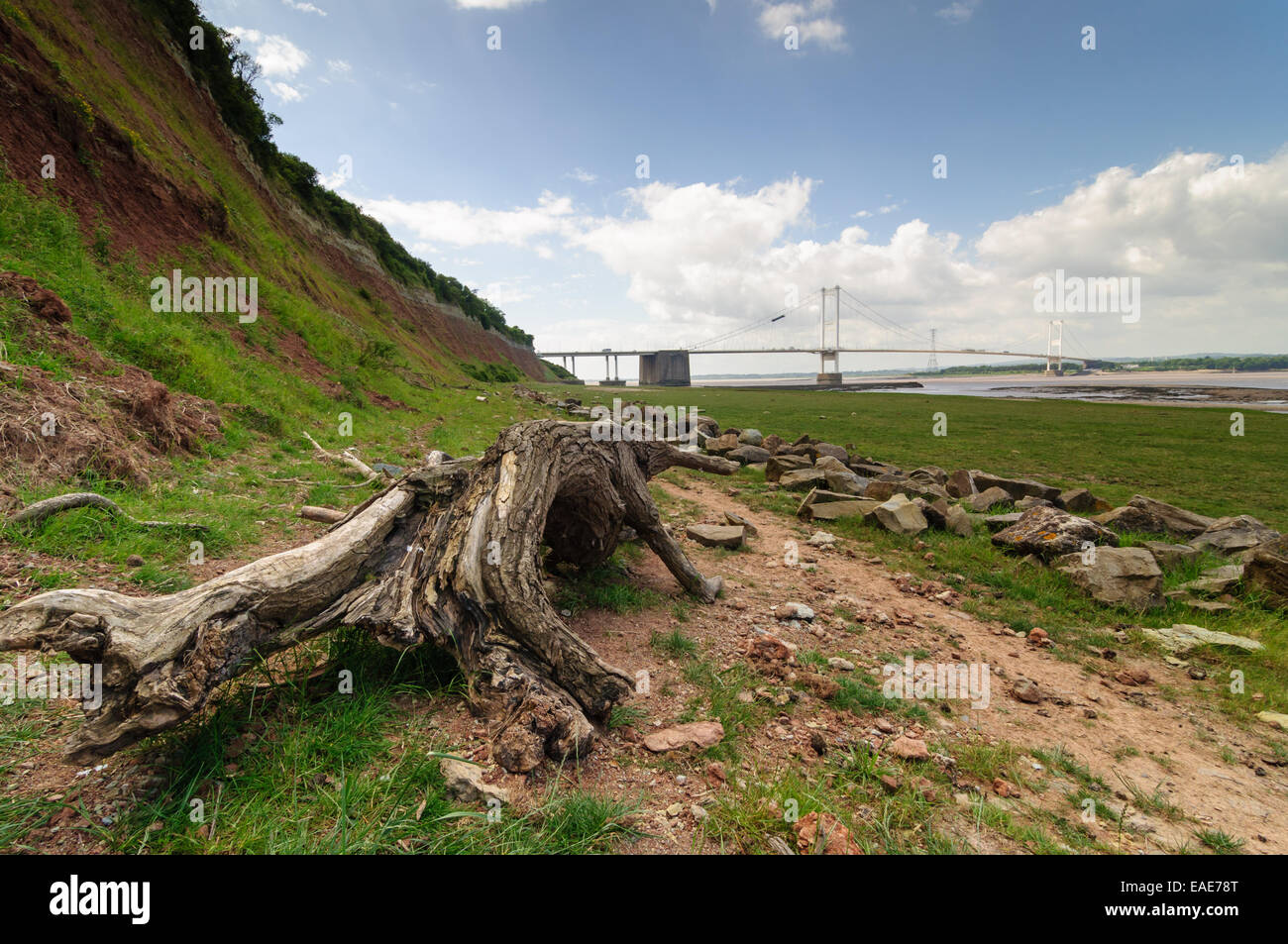 First Severn Road Bridge in background with tree stump and rocks in ...