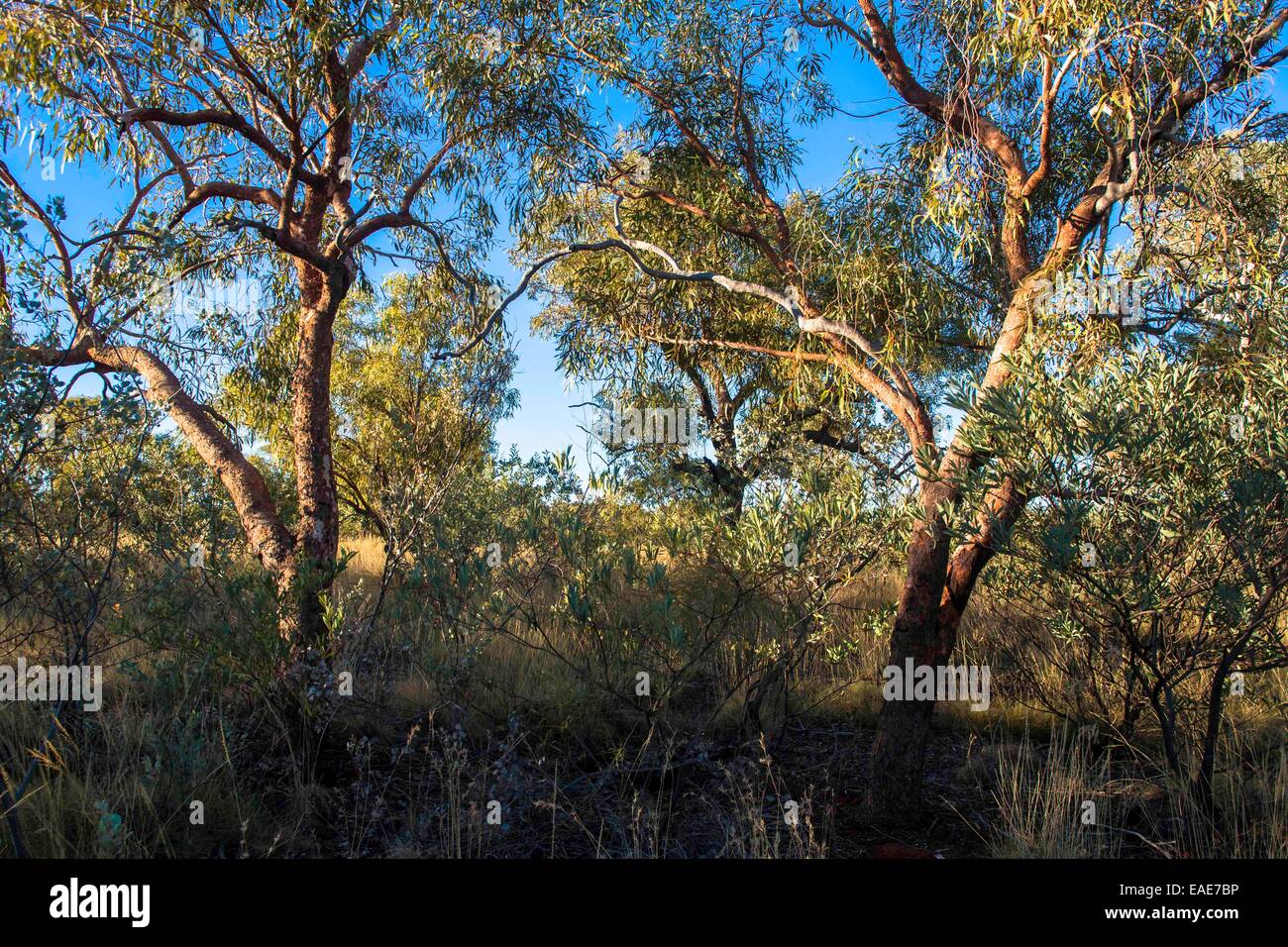 Desert Bloodwood, Eucalyptus deserticola Stock Photo - Alamy