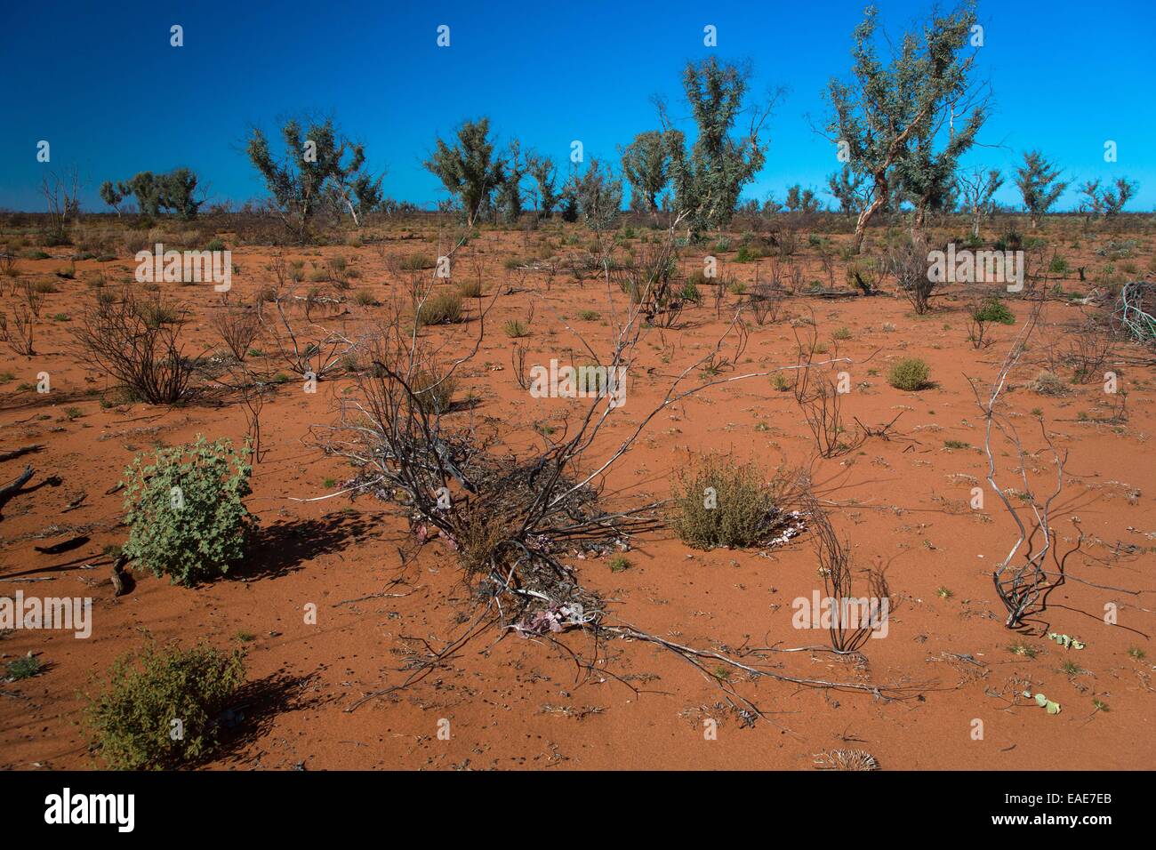 dry landscape in Australian Outback Stock Photo - Alamy