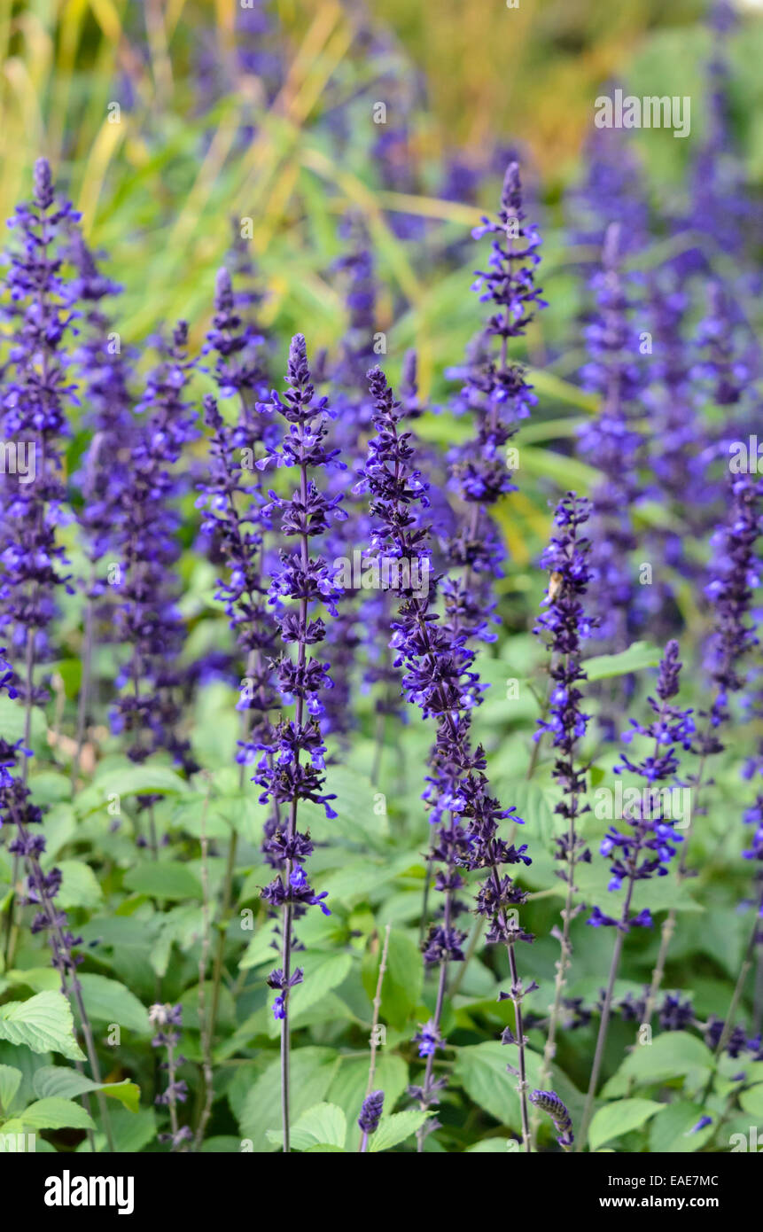 Salvia Splendens Blue
