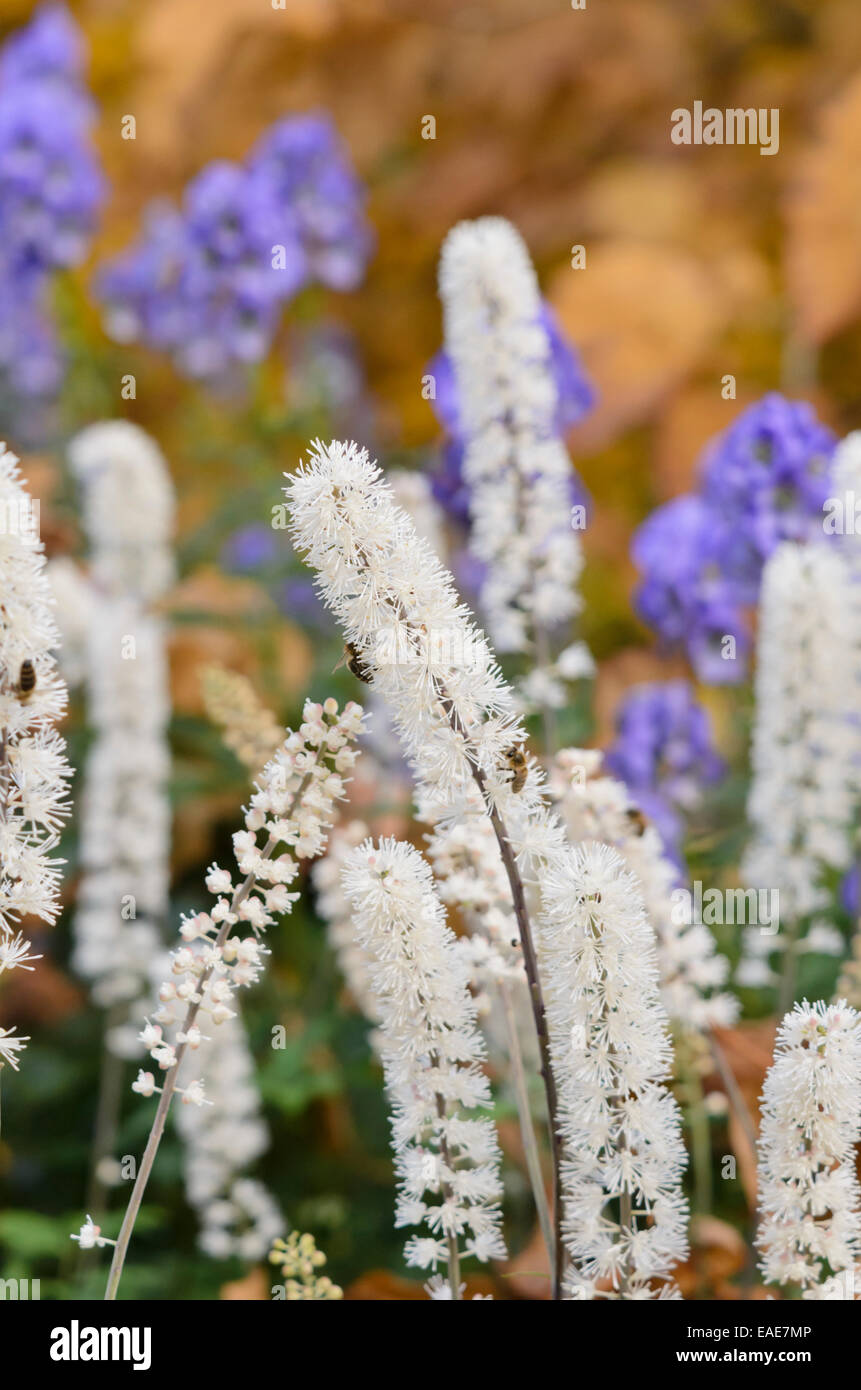 Bugbane (Cimicifuga simplex syn. Actaea simplex Stock Photo - Alamy