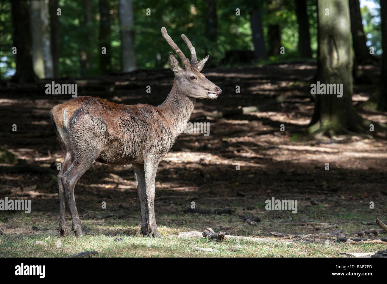 Red deer (Cervus elaphus), young stag standing in the woods, Wildpark ...