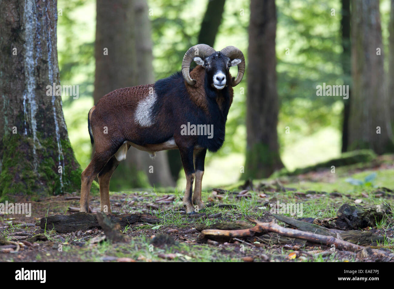European mouflon (Ovis orientalis musimon), Wildpark Daun, Daun, Vulkan ...