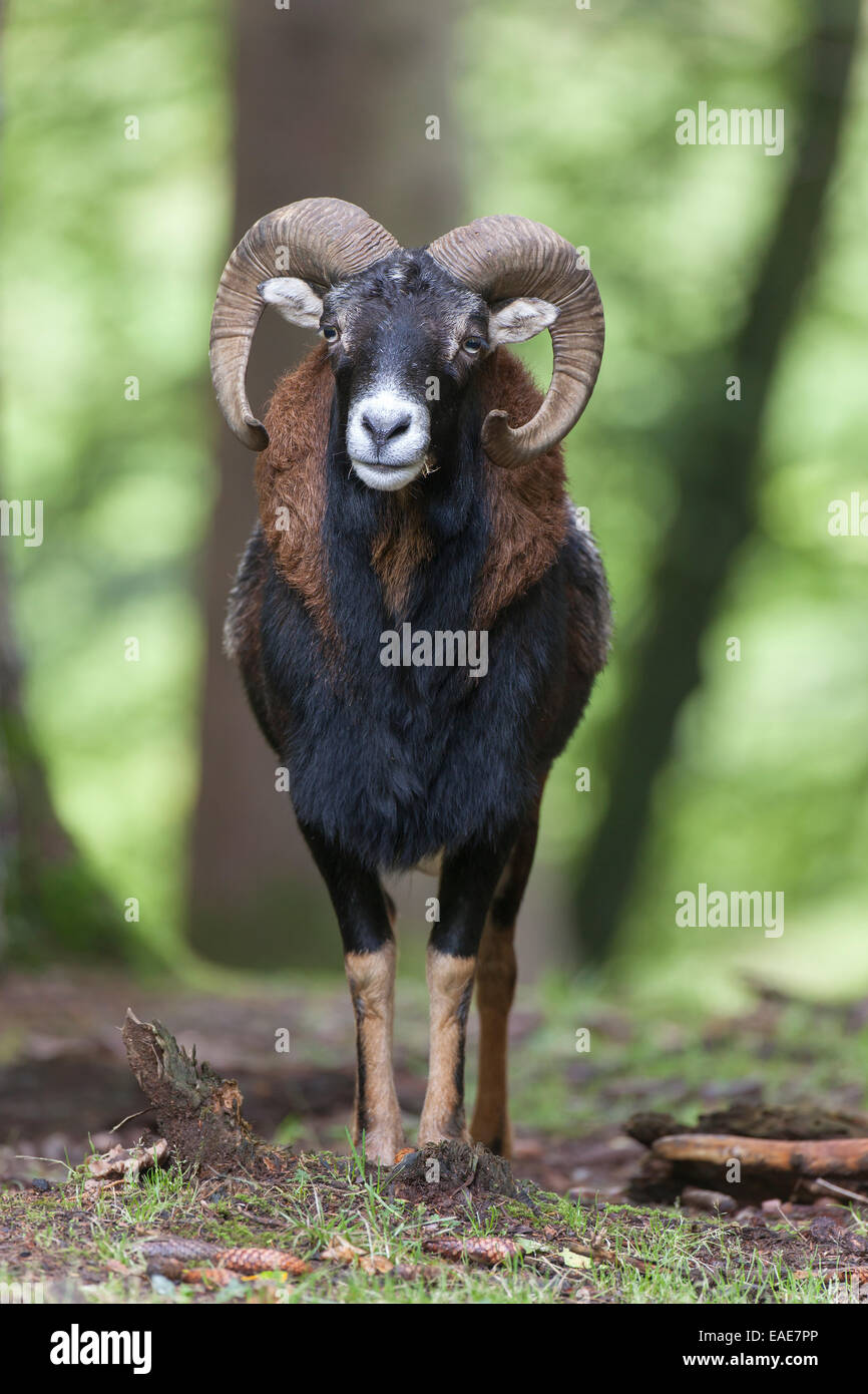 European mouflon (Ovis orientalis musimon), Wildpark Daun, Daun, Vulkan ...