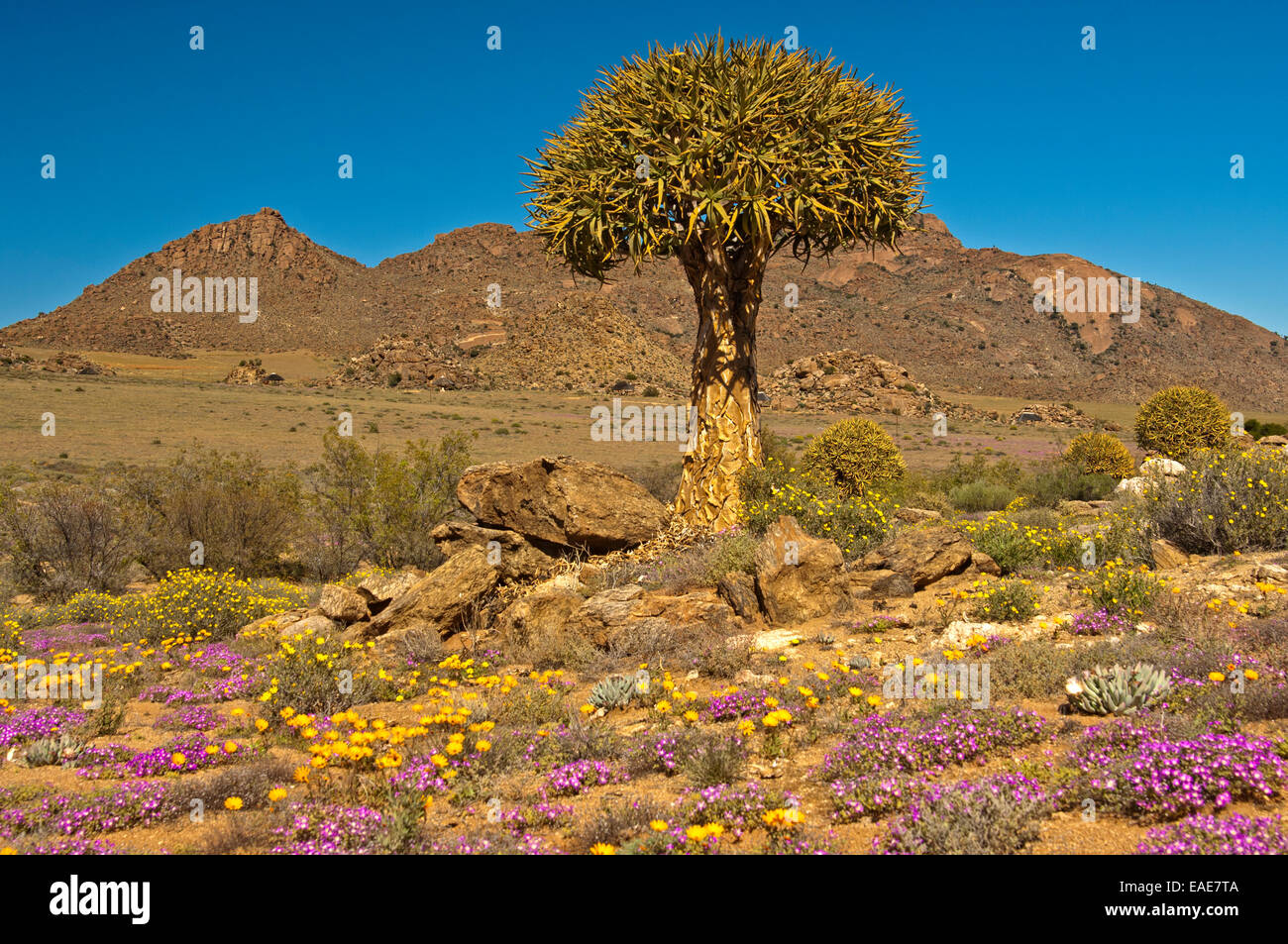 Quiver Tree or Kokerboom (Aloe dichotoma), Goegap Nature Reserve ...