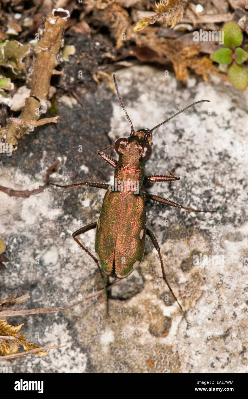 German Tiger Beetle (Cicindela germanica) smallest tiger beetle of ...