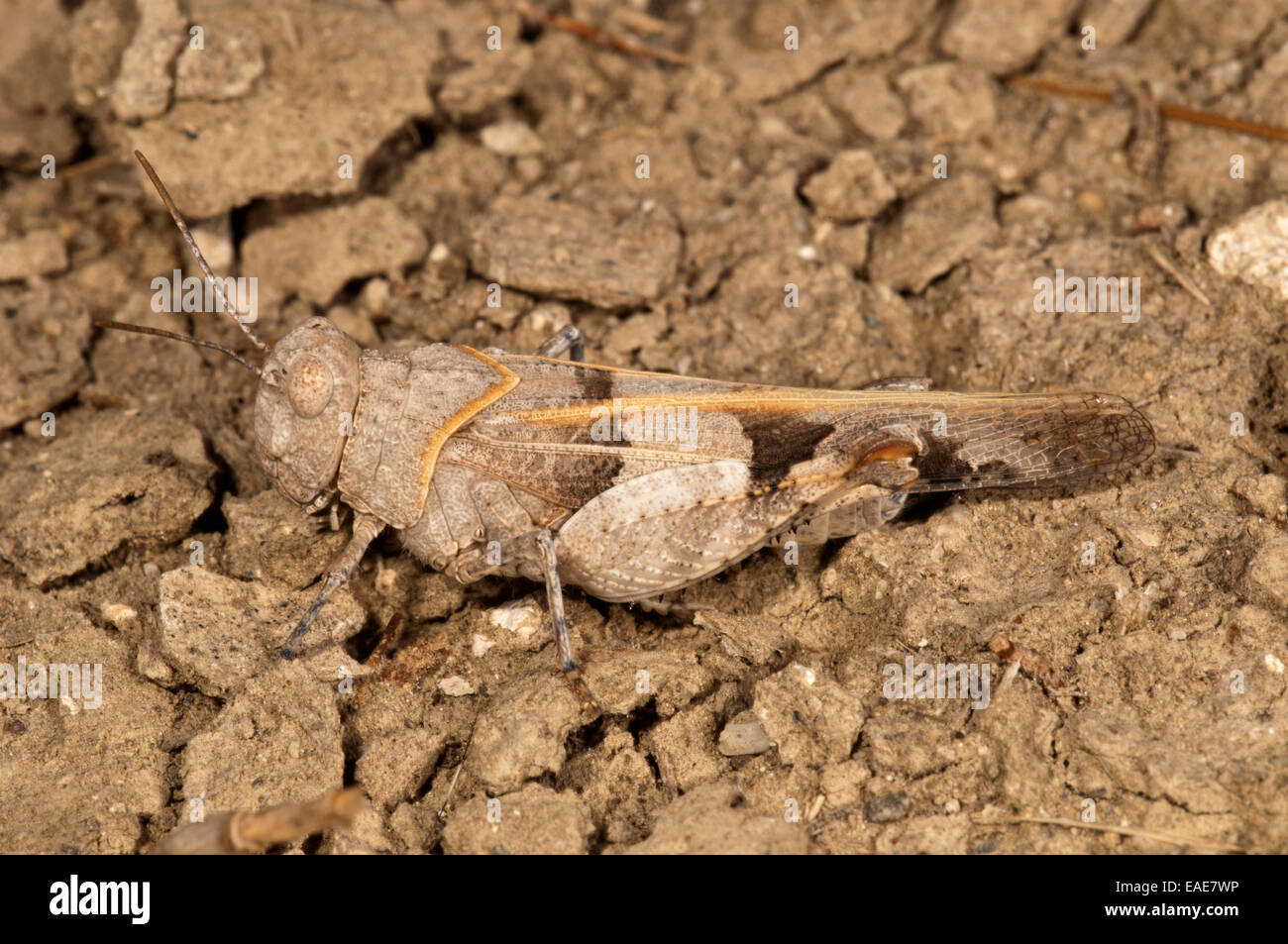 Slender Blue-winged Grasshopper (Sphingonotus caerulans), Rhodes ...