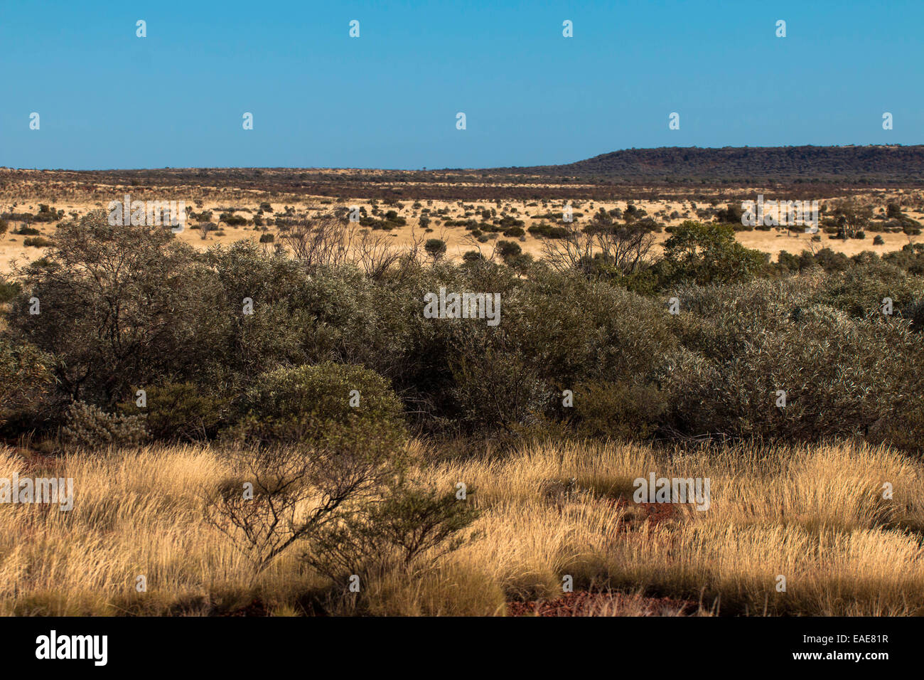 Australian Bushland High Resolution Stock Photography and Images - Alamy