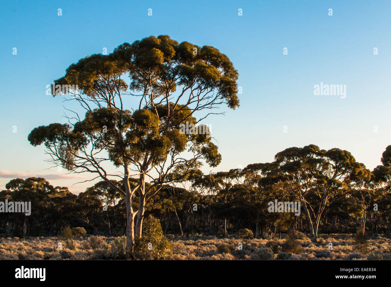 Western Australian bush land Stock Photo - Alamy